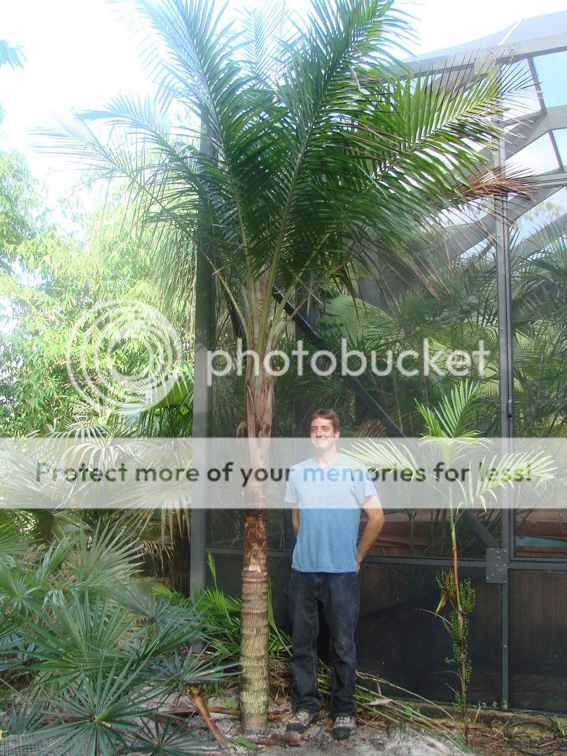 Reinhardtia Paiewonskiana - For Sale - PalmTalk