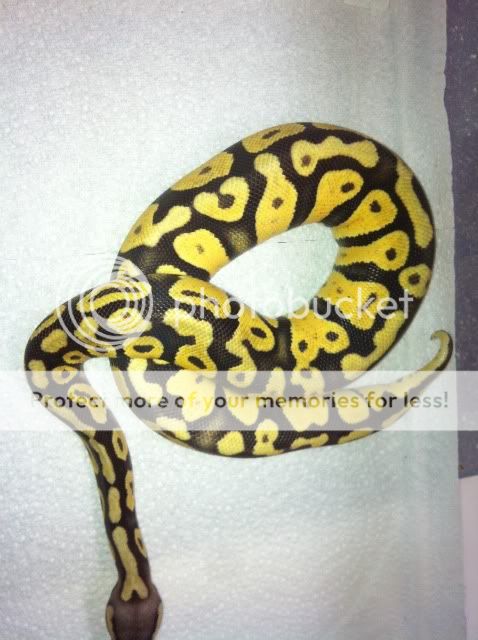 W Midlands - Cb2011 female super pastel royal python | Reptile Forums
