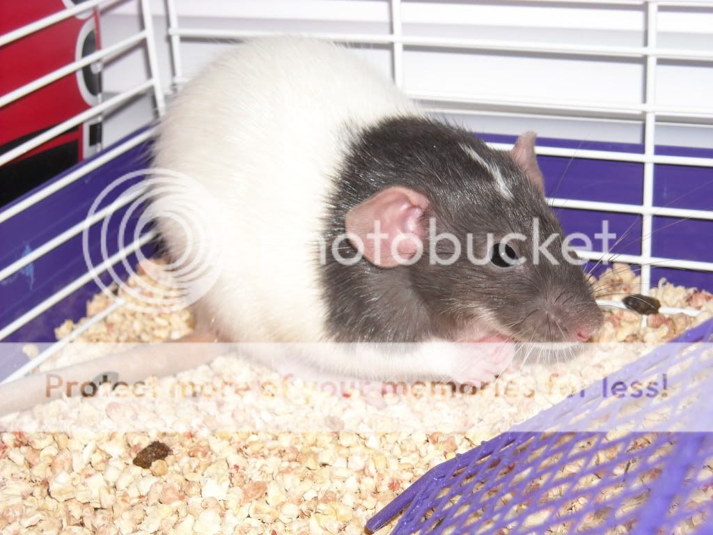 The Adventures of Muffin