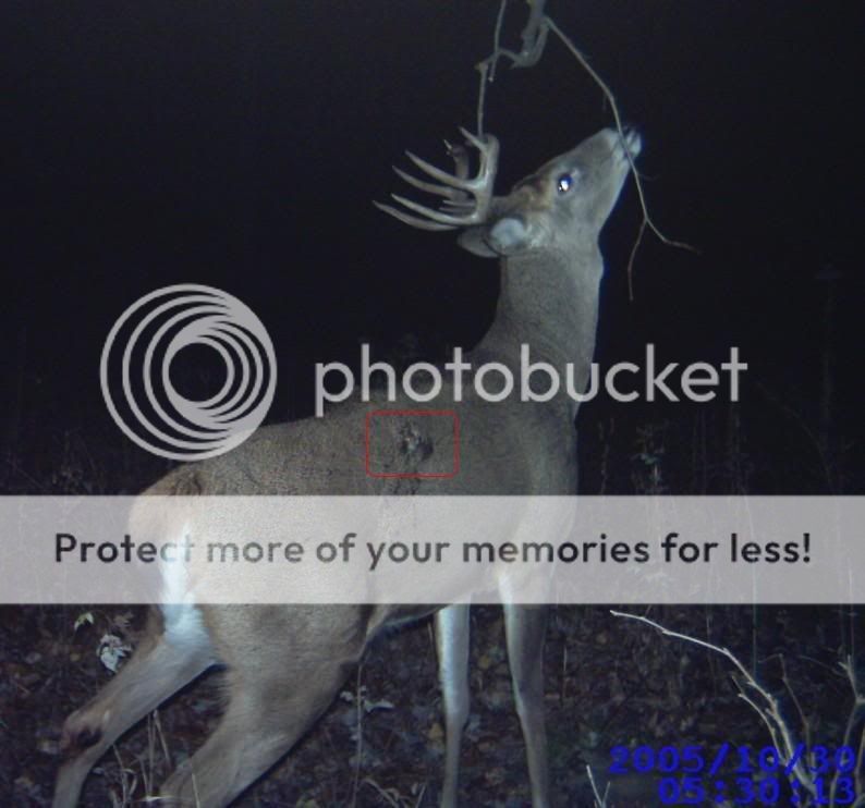 Show me proof of "NO KILL" zone | Archery Talk Forum