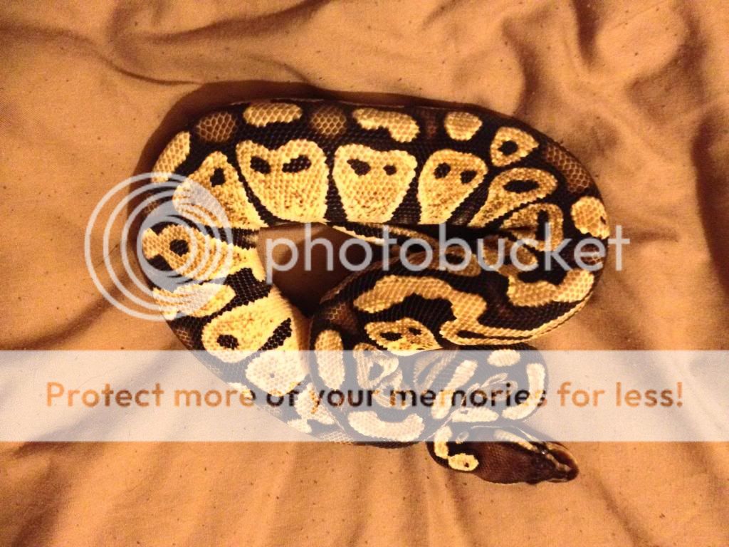 NW England - Pastel female | Reptile Forums
