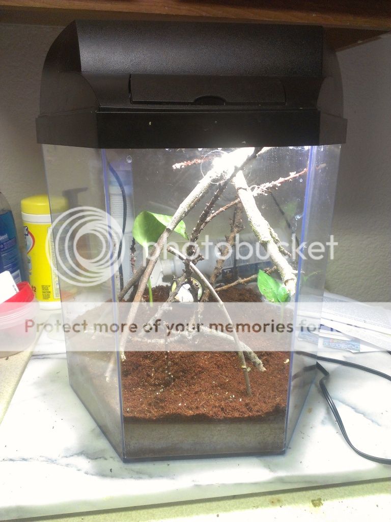 ghost mantis communial tank. no mantids in there yet I just set it up ...