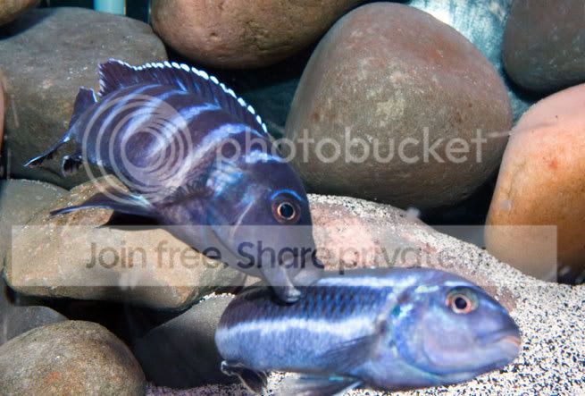 WC M. Sp "Blue Dolphin" | Cichlid Fish Forum