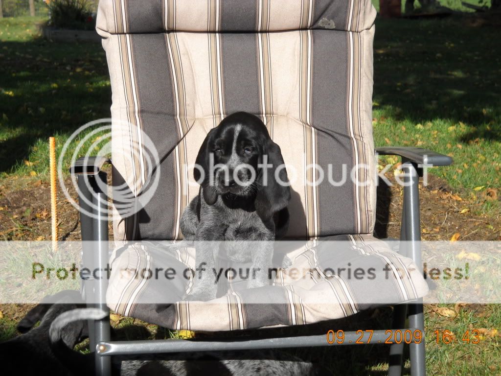 American Blue Gascon pups on the ground - BigGameHoundsmen.com